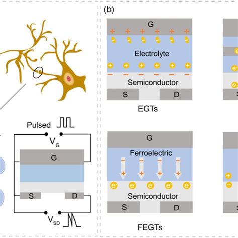 A Schematic Diagram Of The Artificial Synaptic Transistor Reproduced Download Scientific