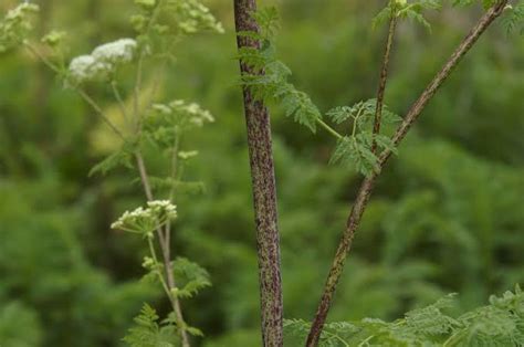 Is This Wild Parsnip R Whatsthisplant