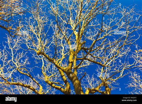 Tree On Blue Sky Stock Photo Alamy