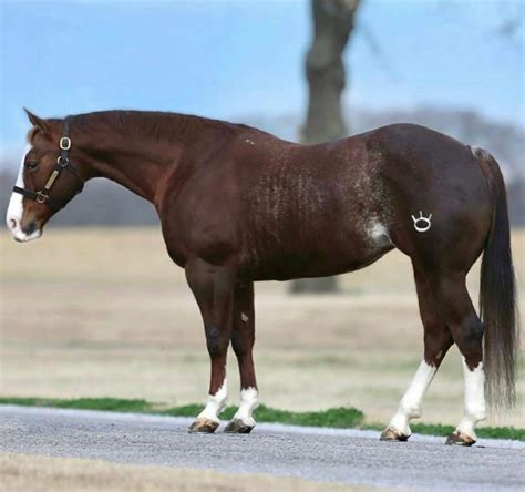 Call Me Queen B Liver Chestnut Rabicano Quarter Mare American Quarter