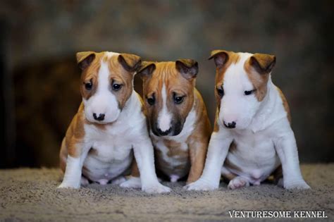 Біла швейцарська вівчарка Kennel Star Basan House Daimon Sky Shadow 7мес Краматорск