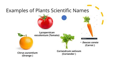 Ppt 14 The Binomial Systempptx