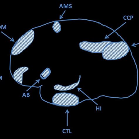 Esquema Del Cerebro Representando La Red Fronto Parietal De Control O Download Scientific