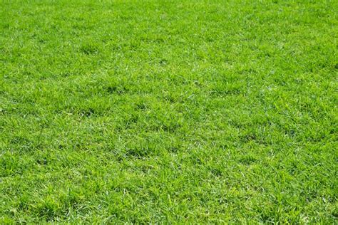 Premium Photo Green Grass Close Up Premium Photo Green Grass Close Up
