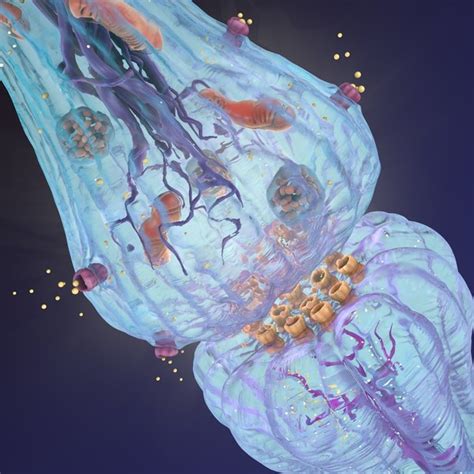 D Model Synapse Axon Synaptic TurboSquid