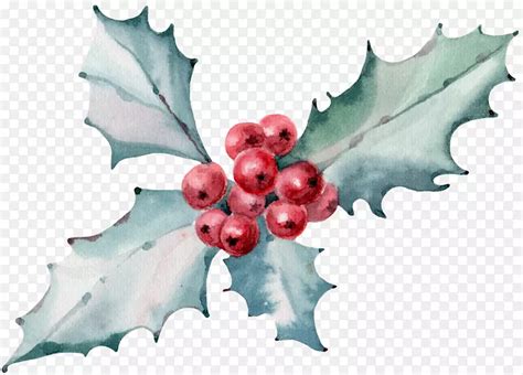 水彩红色果实冬青果png图片素材下载图片编号zyrnbdxy 免抠素材网 水彩红色果实冬青果png图片素材下载图片编号zyrnbdxy 免抠素材网