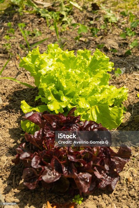 신선한 유기농 채소밭에있는 두 개의 녹색과 오크 상추의 세부 사항 건강한 식생활에 대한 스톡 사진 및 기타 이미지 건강한 식생활 경제 기후 묘사 Istock