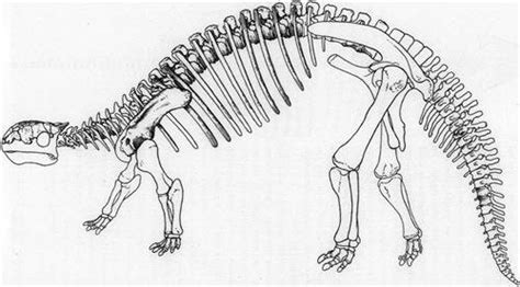 Ankylosaurus Skeleton