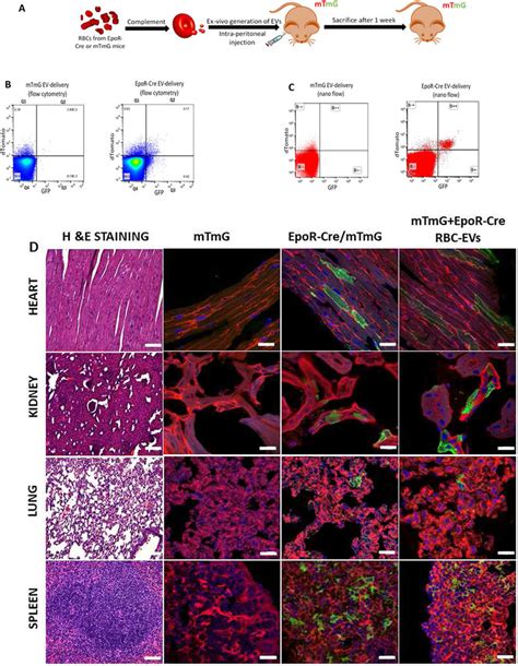In Vivo Transfer Of Functional Cre Recombinase Through Download