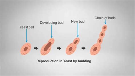 Reproduction Of Fungi Sexual Asexual And Vegetative Reproduction