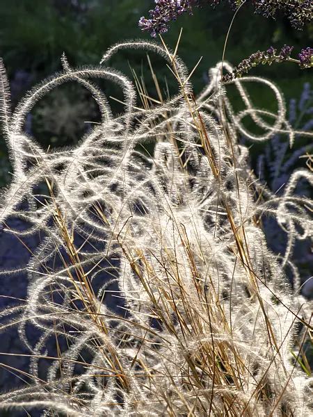 Stipa Pulcherrima Barbata Bildarchiv Botanikfoto Pflanzen Und