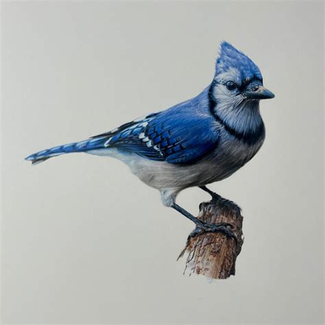 J R Hess Blue Jay Trailside Galleries