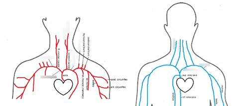 Head And Neck Circulation Diagram Quizlet