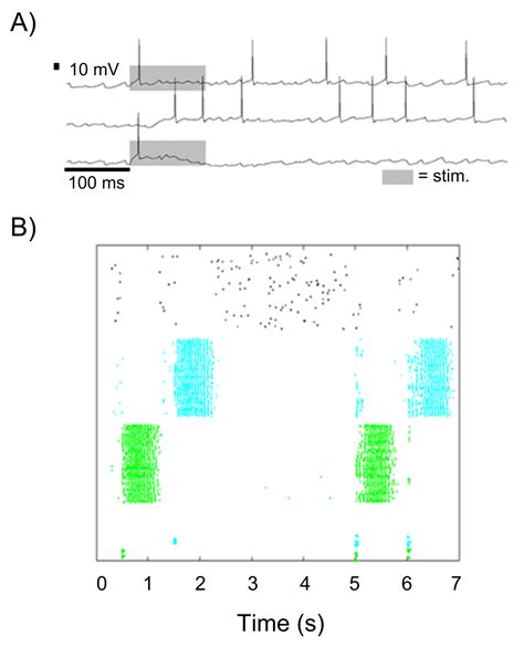Attractor Hypothesis Of Associative Cortex Insights From A Biophysically Detailed Network Model