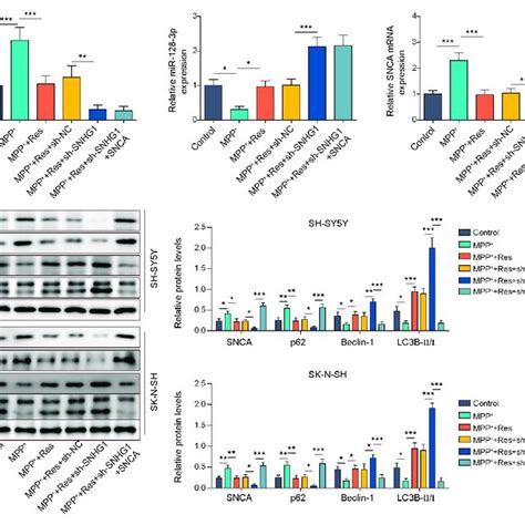Snhg1 Knockdown Prompted Cell Autophagy In Pd Through Reducing Snca Download Scientific Diagram