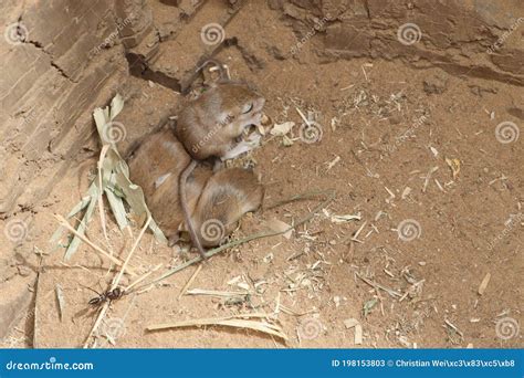 Young Lesser Jerboa Jaculus Jaculus Stock Image Image Of Cozy Jerboa 198153803