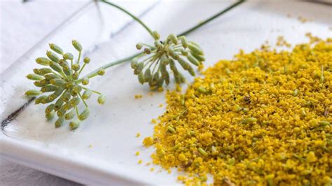 Whats Fennel Pollen And How To Use It In Dishes