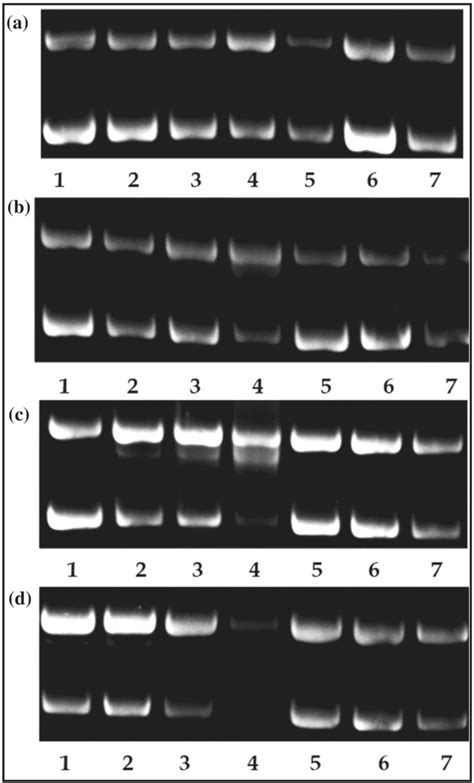 The Supercoiled Plasmid Pbr322 Dna Oxidative Cleavage And Oxidative Download Scientific Diagram