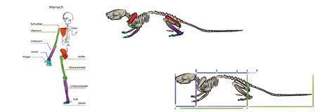 Realistische Maus Zeichnen Komplettes Tutorial Mit Anatomie Blog