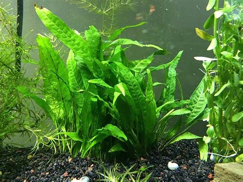 Low Tech Live Aquarium Plant Java Fern On Half Mat Buy2 Etsy