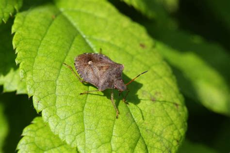 Why Stink Bugs Smell The Real Reasons Pest Pointers