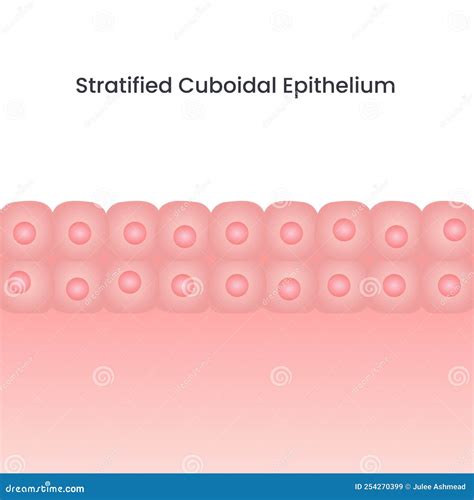 Stratified Cuboidal Epithelium Cell Vector Background Illustration