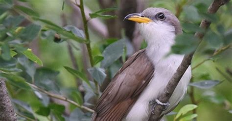 Earth Notes Motus Bird Migration Tracking
