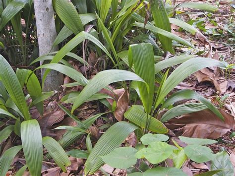 พร้าวนกคุ่ม เกษตรตำบล ศูนย์รวมข้อมูลเกษตร พันธุ์ไม้ เมล็ดพันธุ์ ปุ๋ย เกษตรธรรมชาติ อัพเดด