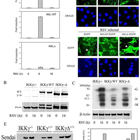 Ikkγ Wt IkkγΔ Affects Irf3 Nf κb Pathway Utilization In Ssrna Viral
