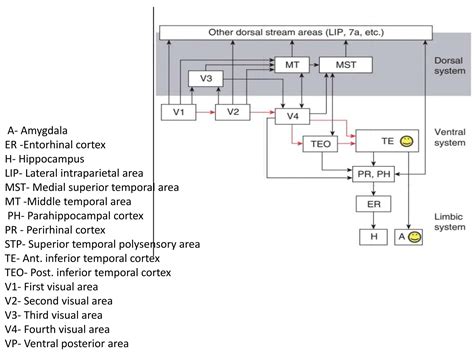 Visual System The Visual Pathway Basic Pptx