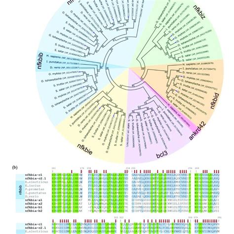 A Circular Phylogenetic Tree Of Selected Iκb Amino Acid Sequences Download Scientific Diagram
