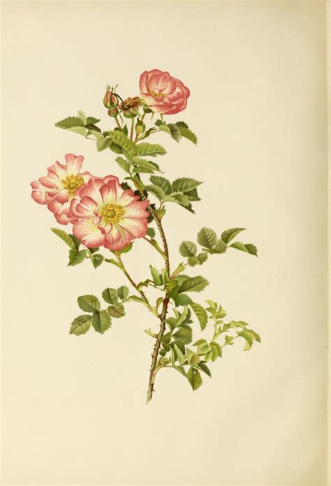 Heaveninawildflower Rosa Eglanteria Sweet Briar Illustration Taken