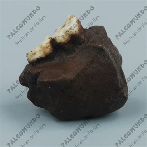 Paleomundo Réplicas De Fósiles