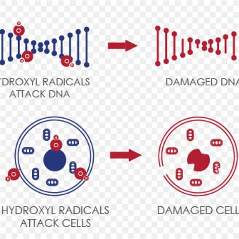 Hydroxyl Radical Hydrogen Hydroxy Group Molecule Png 1024x1024px