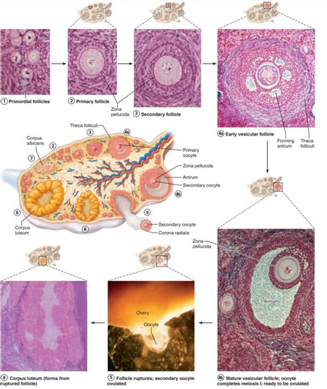Examples Of Microscopic Anatomy At Ronald Wooton Blog