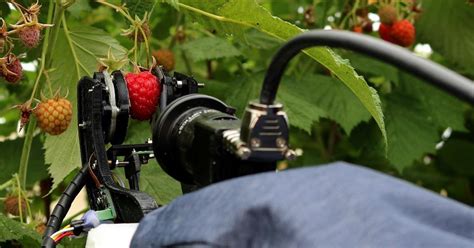Berry Growers Trialling New Raspberry Picker Bot Article Fruitnet