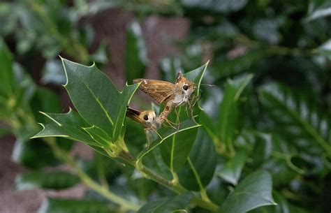 Sachem Skipper Mating Photograph By Chad Meyer Fine Art America