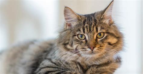 Цікаві факти про котів скільки років може прожити кіт та вирости до яких розмірів який