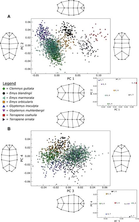 Principal Components Plots Summarizing Shape Variation Among The 1556