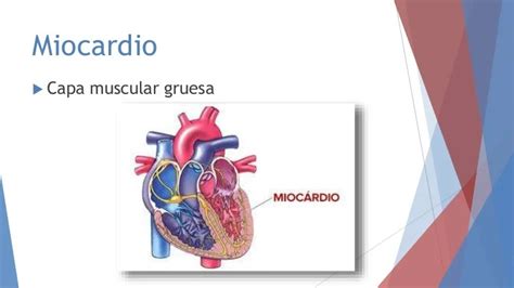 La Doctora Emily Y El Órgano Del Corazón Miocardio