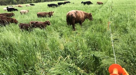 Rotational Grazing Archives Greg Brann Consulting