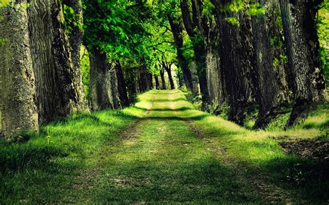 Grass Desktop Wallpapers Top Free Grass Desktop Backgrounds