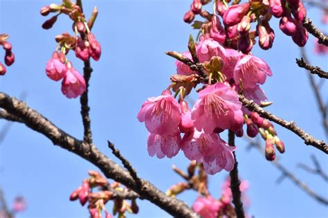 カンヒザクラ琉球寒緋桜バラ科 見ごろの植物