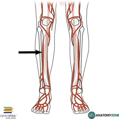 What Is Occlusion Of Posterior Tibial Artery At Gabrielle Woolner Blog