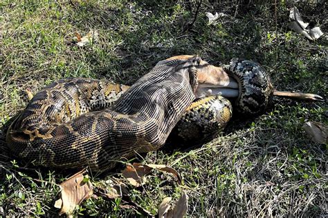 Does Lion Eat Snake