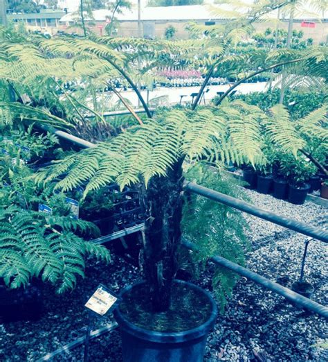 Cyathea Medullaris Wholesale Nursery Nurseries In Melbourne Sydney Brisbane Plantmark