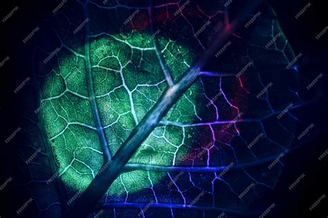 Premium Photo Close Up Beautiful Abstract Leaf In Multi Colored Neon