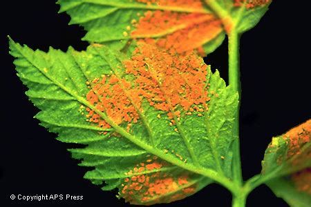 Rust Fungus Alchetron The Free Social Encyclopedia