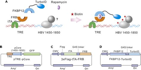 A Turboid Based Proximity Labelling Approach For Identifying The Dna Binding Proteins Pmc