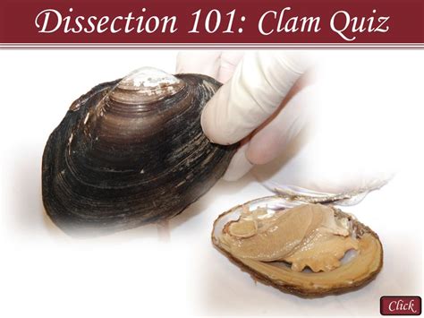 Clam Dissection